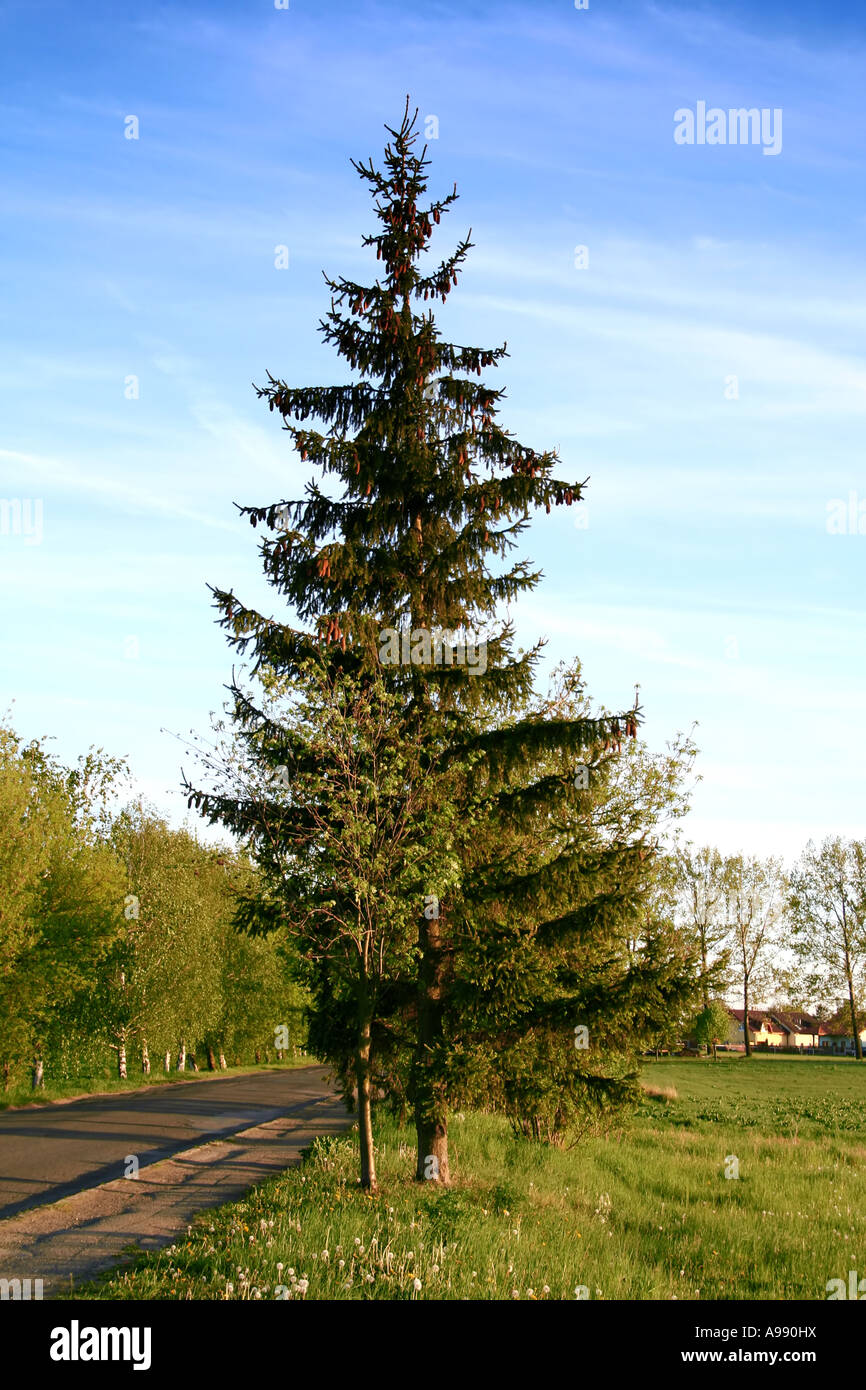 Tall spruce tree stands sentinel by rural road, its evergreen branches ...