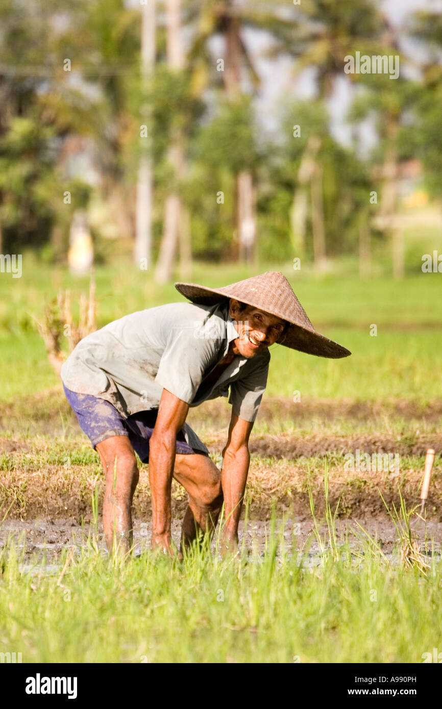 Worker rice paddy Bali Indonesia Stock Photo - Alamy