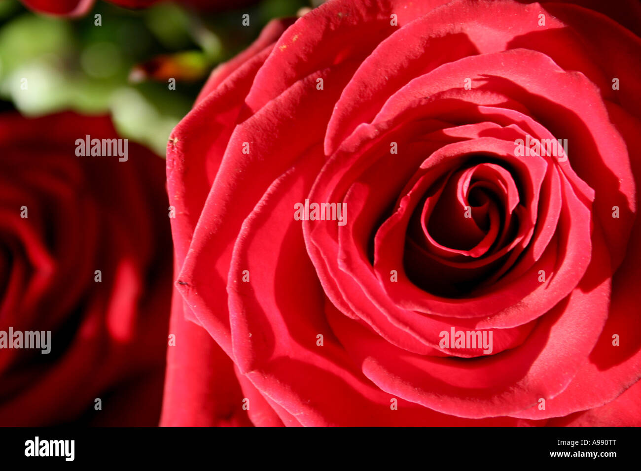 Bouquet of Red Roses in Full Bloom Stock Photo - Alamy