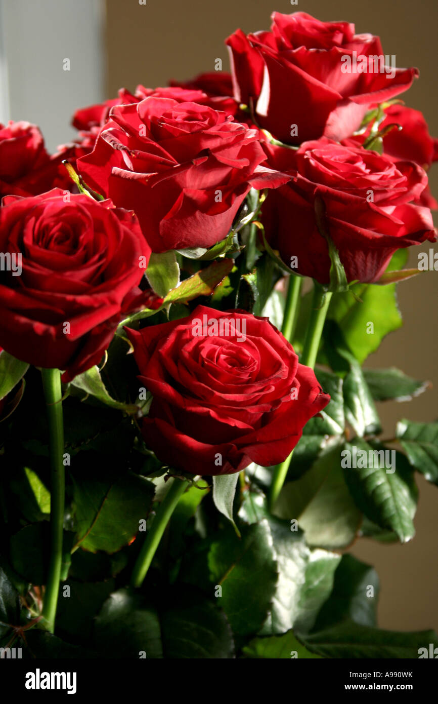 Bouquet of Red Roses in Full Bloom Stock Photo - Alamy