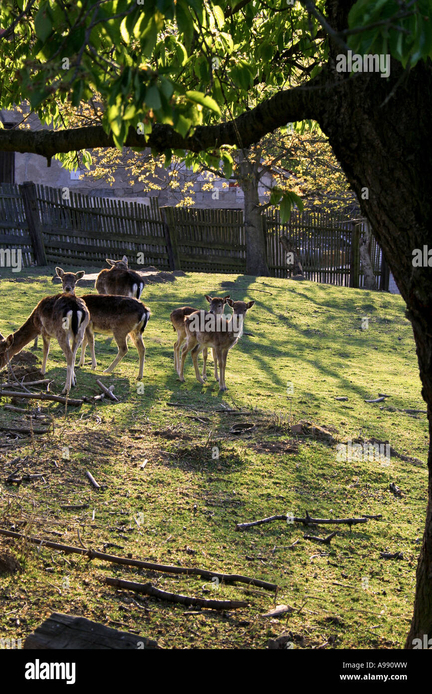 Deer under tree hi-res stock photography and images - Alamy