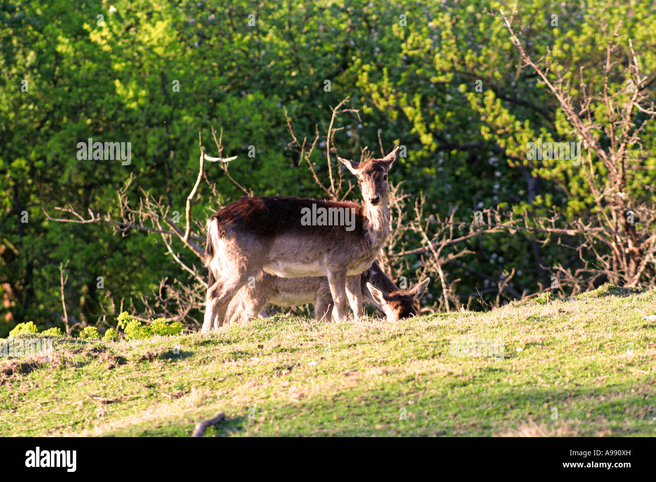 Baby deer with spots hi-res stock photography and images - Alamy