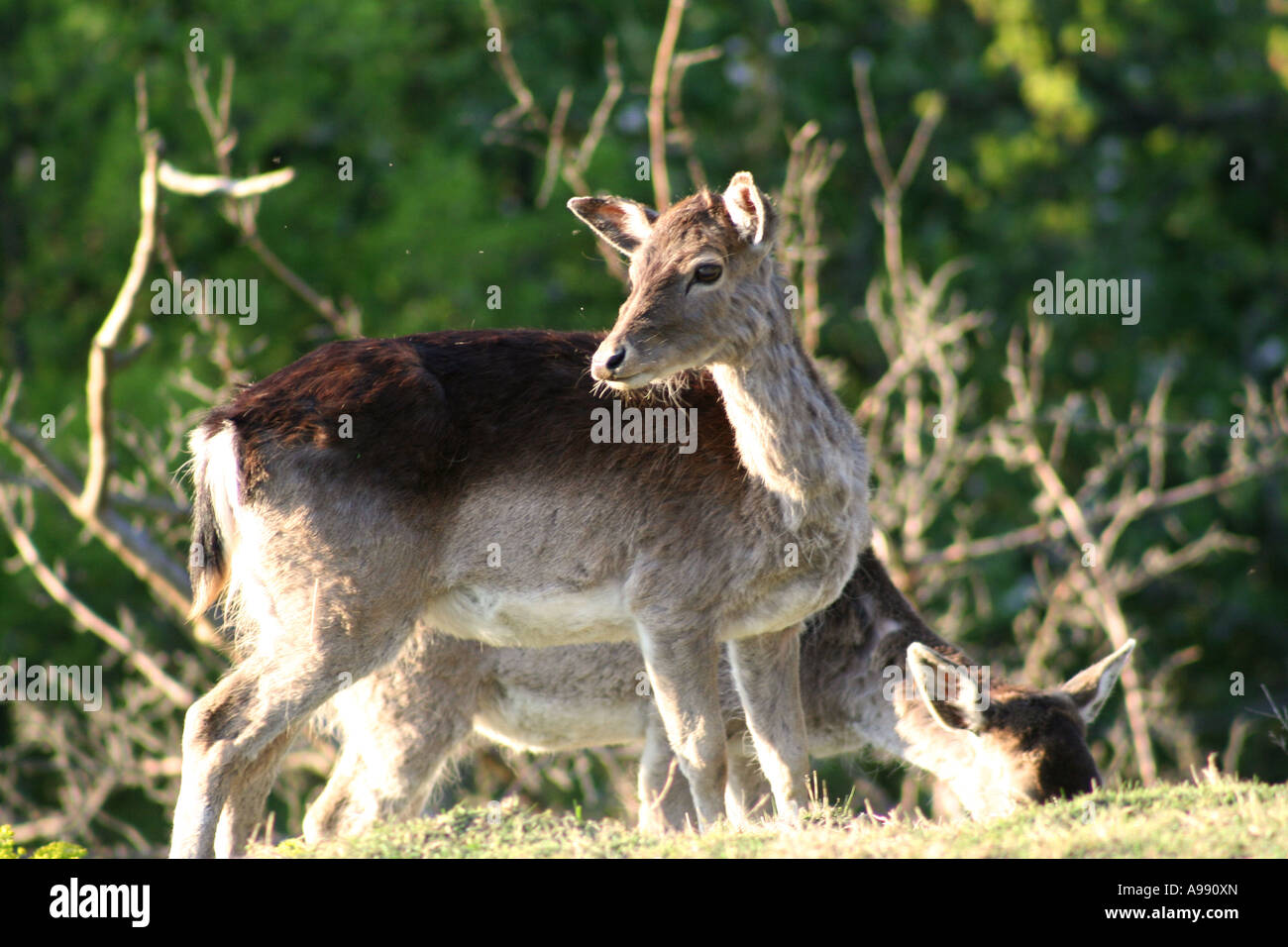 Close-up of a deer standing alert in a grassy meadow with soft sunlight ...