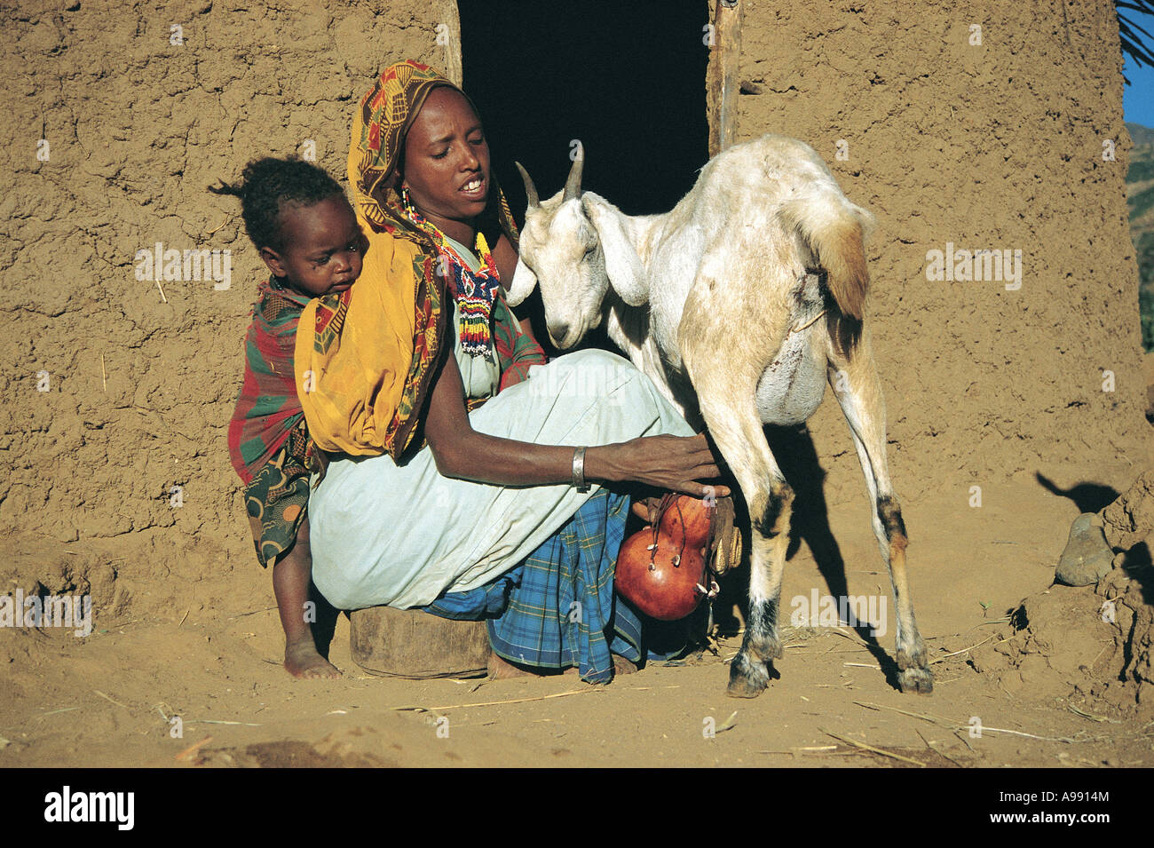 Traditional woman with baby milks goat outside her traditional mud and ...