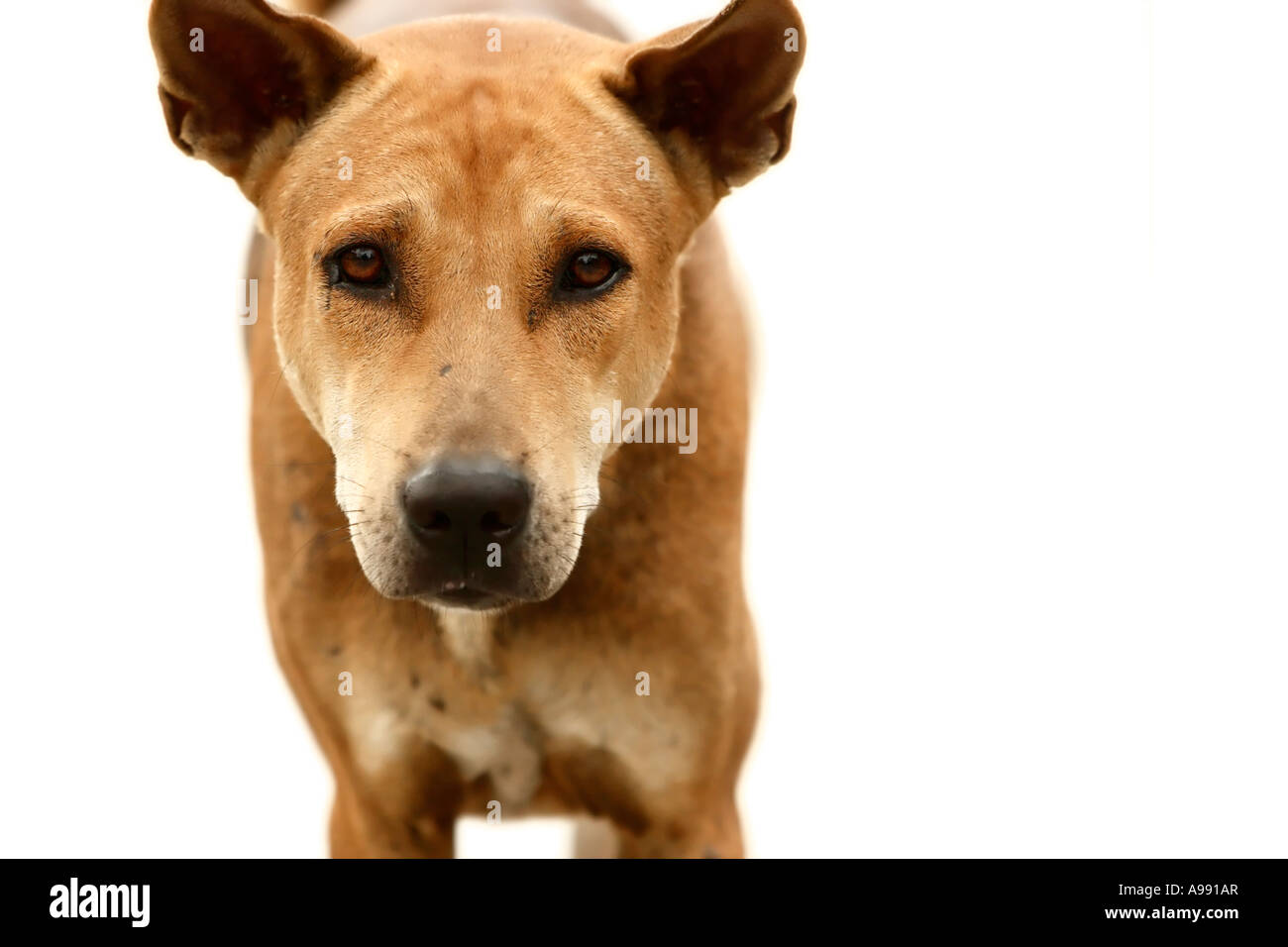 Dog isolated over white background Focus on the eyes Shallow depth of ...