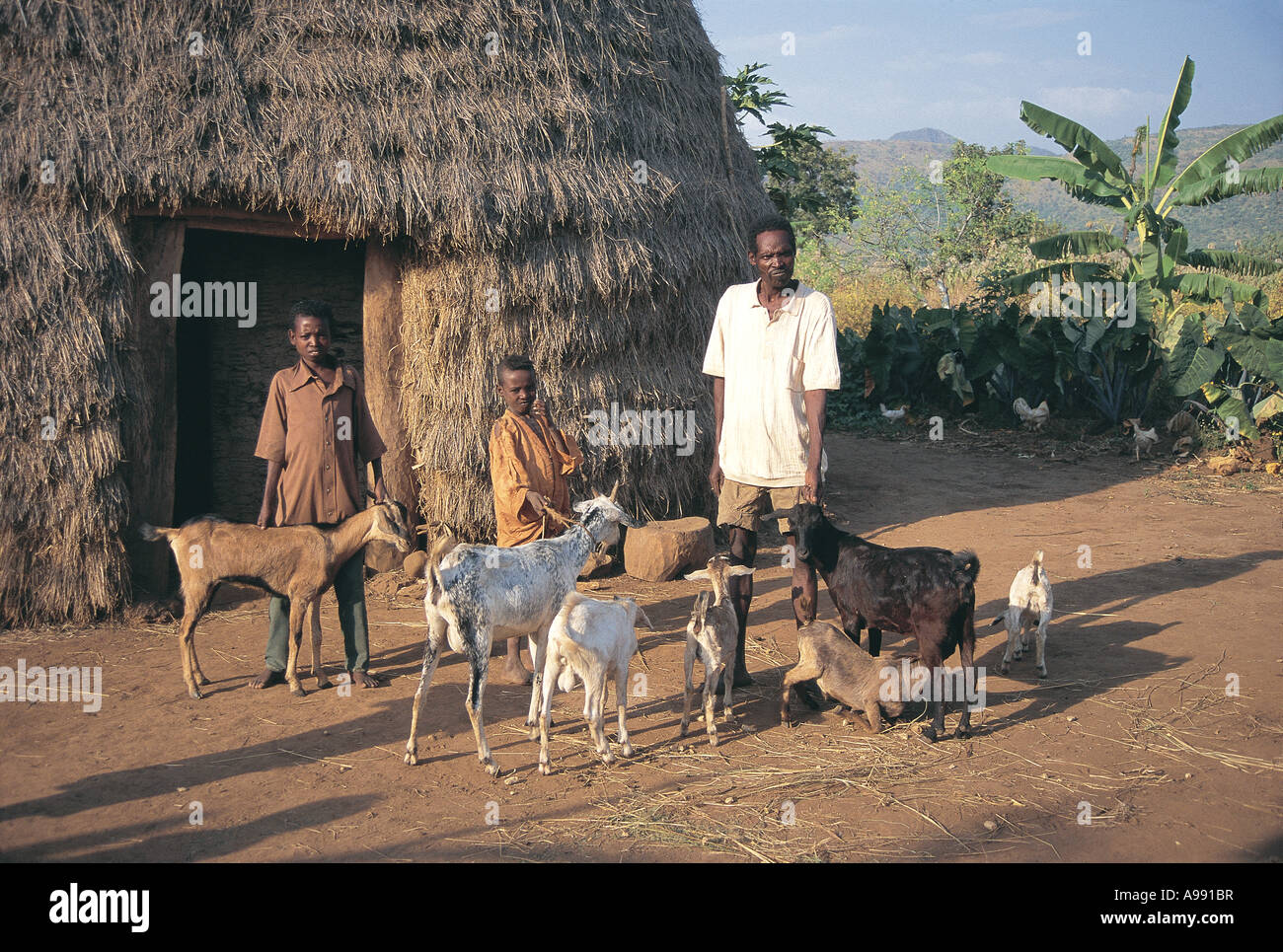 Father and sons with their goats outside traditional grass hut Lowland ...