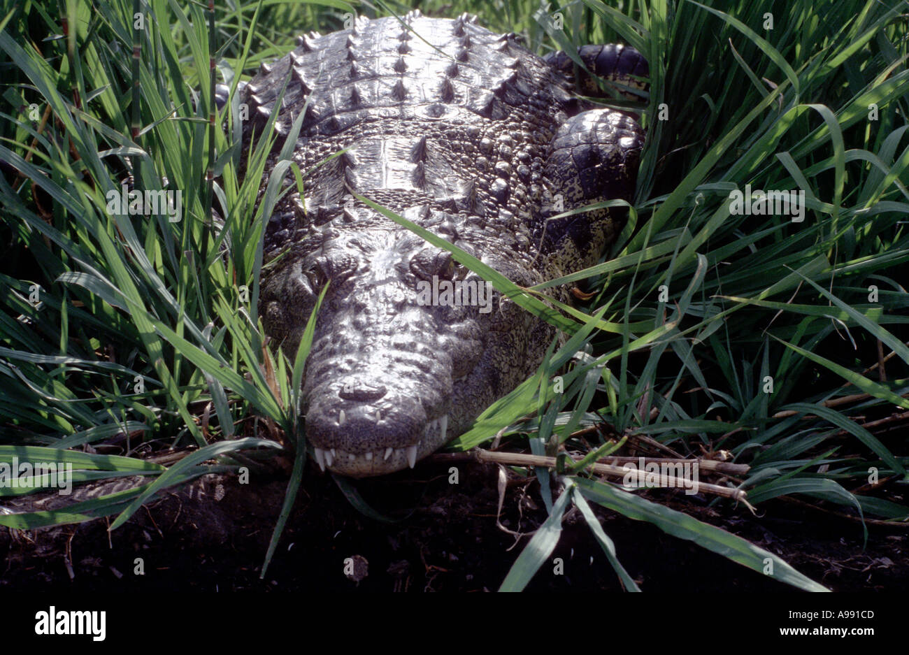 Crocodile Hunting Through Grass, Botswana Stock Photo - Alamy