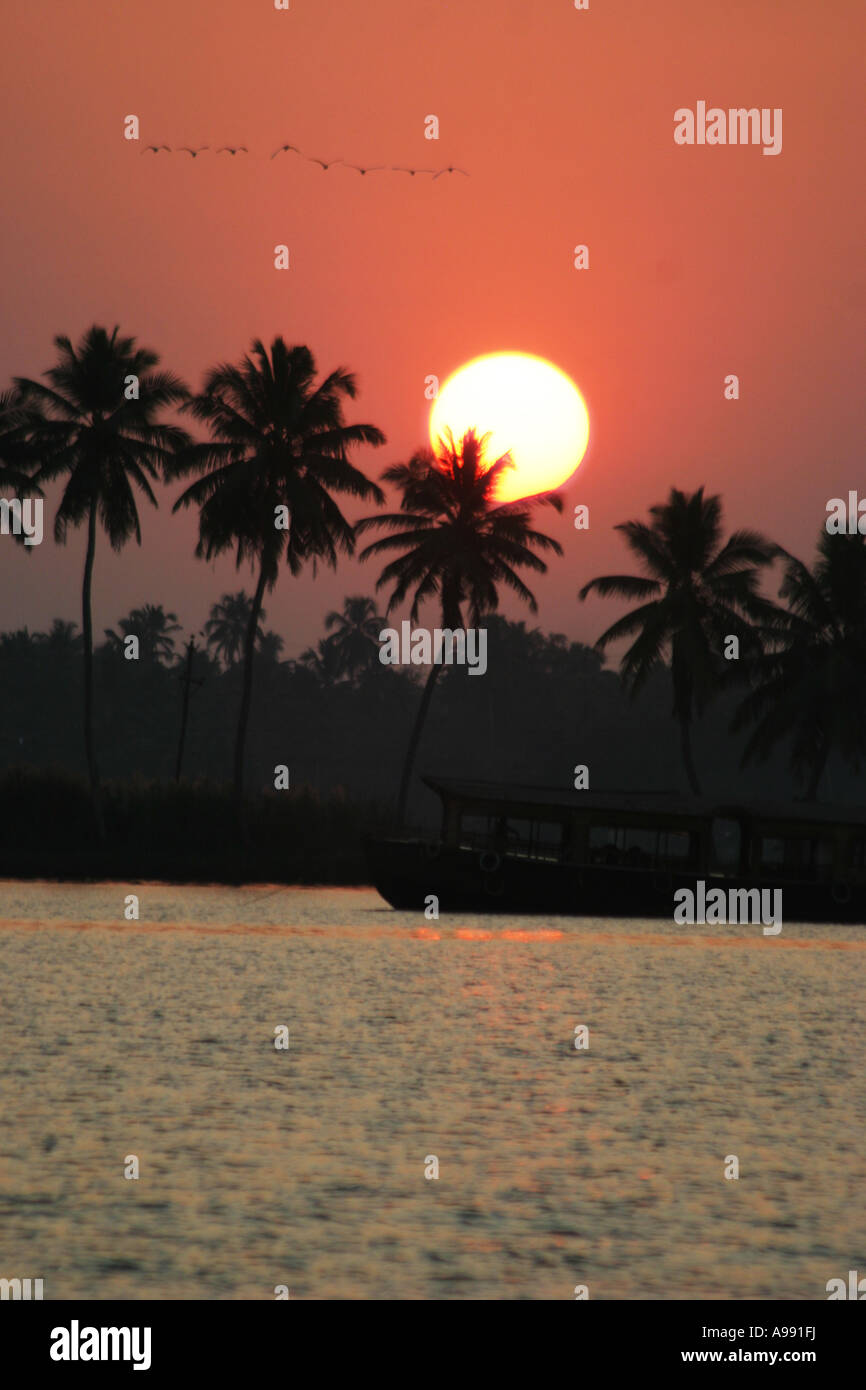 Birds flying in the Sunset over the backwaters of Kerala, India Stock ...
