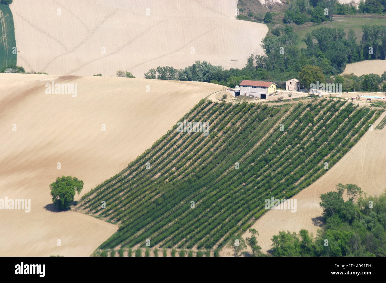 Typical patchwork colors of the countryside of Le Marche province in ...
