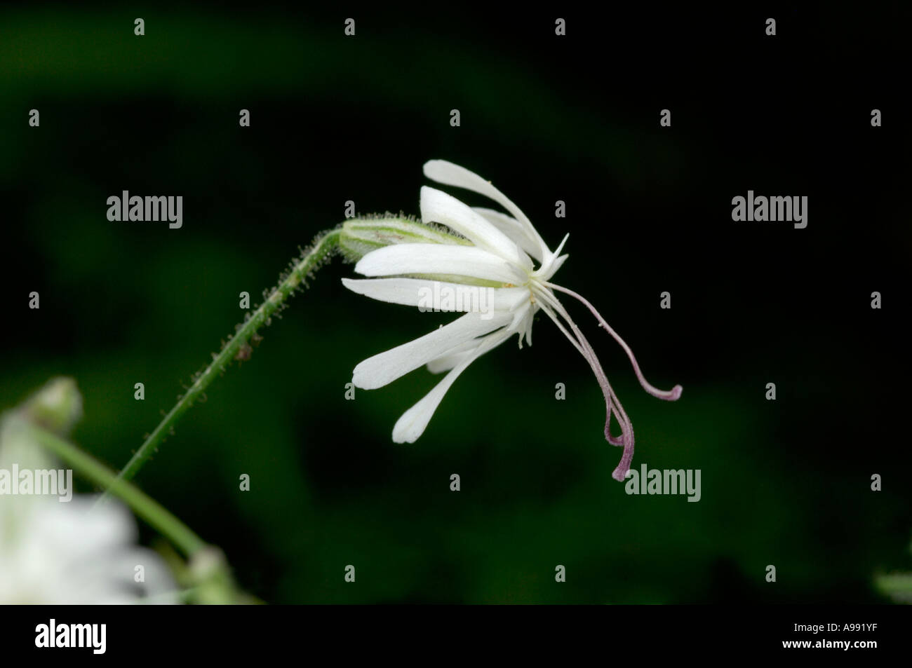 NOTTINGHAM CATCHFLY Silene nutans Stock Photo - Alamy