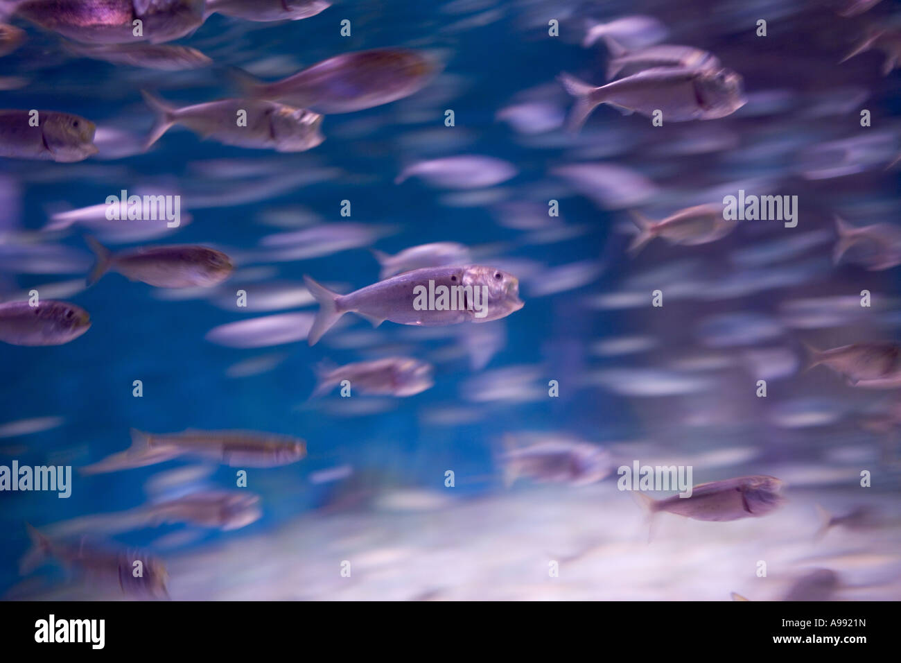 Scared fish hi-res stock photography and images - Alamy