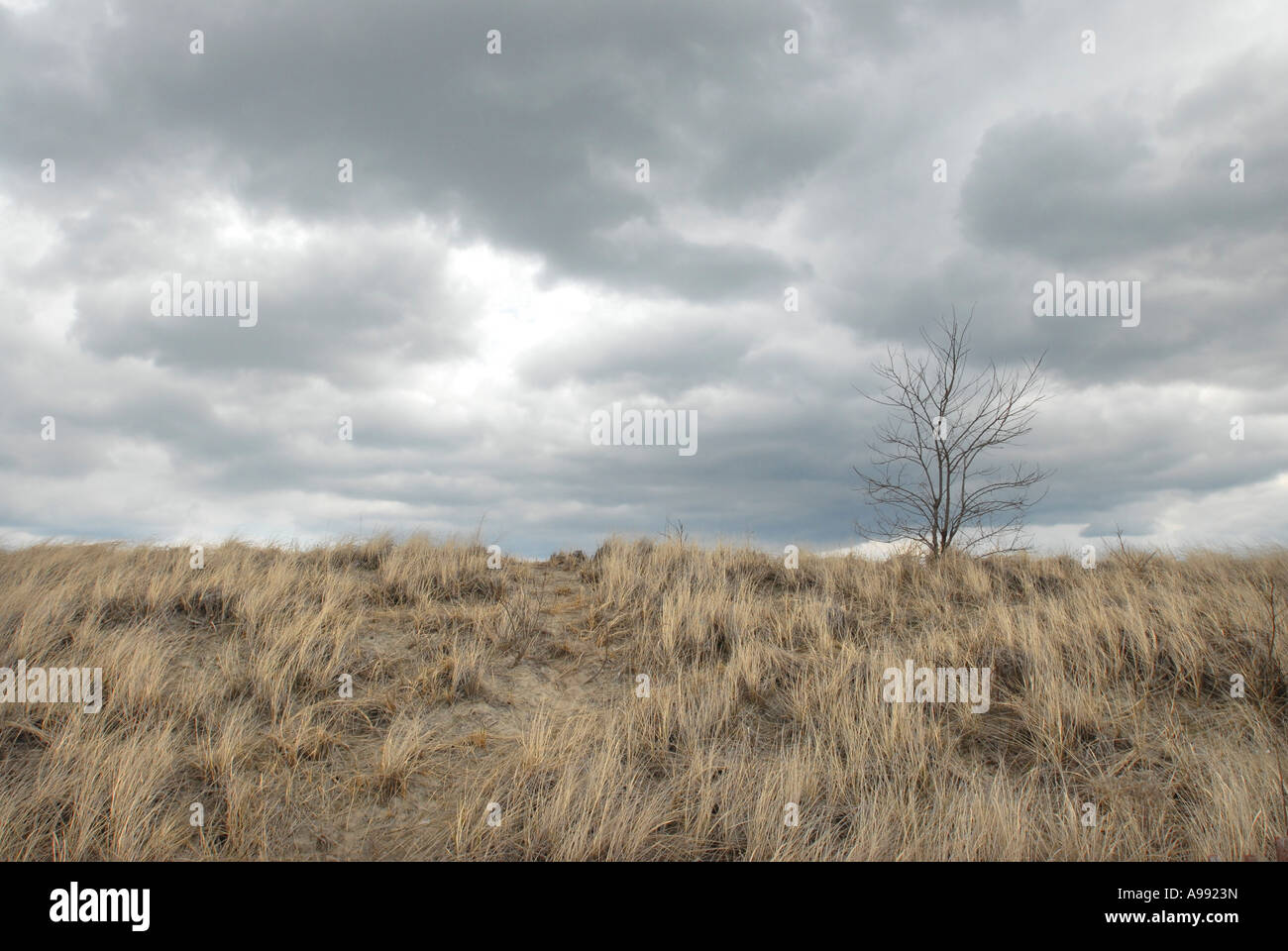 A sweeping landscape with wind blown grass and a single tree during the ...