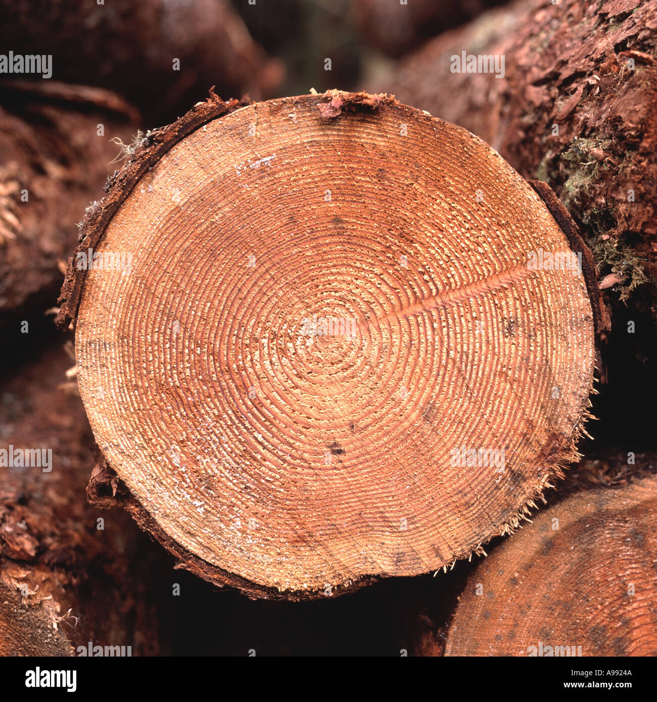 Annual grow rings hi-res stock photography and images - Alamy