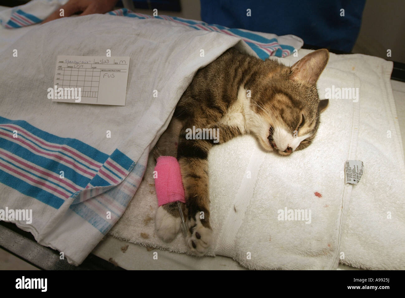 A cat under anesthesia as it undergoes surgery in a veterinary office ...