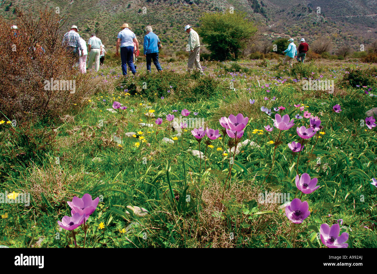 Tourist on wild flower walk in Crete Greece Foothills of White ...