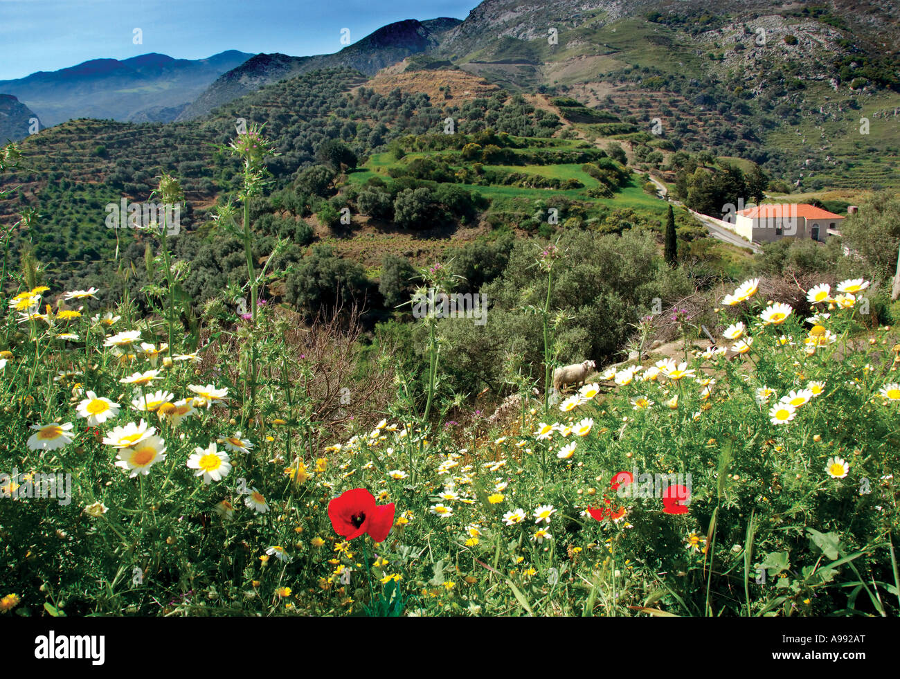 Crete wild flowers hi-res stock photography and images - Alamy