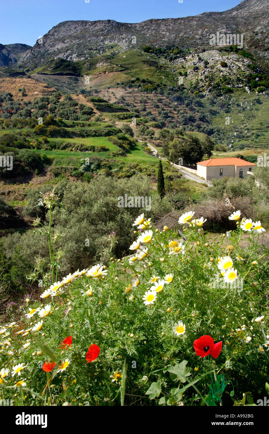 Wild flowers in countryside of North West Crete Greece Springtime Stock ...