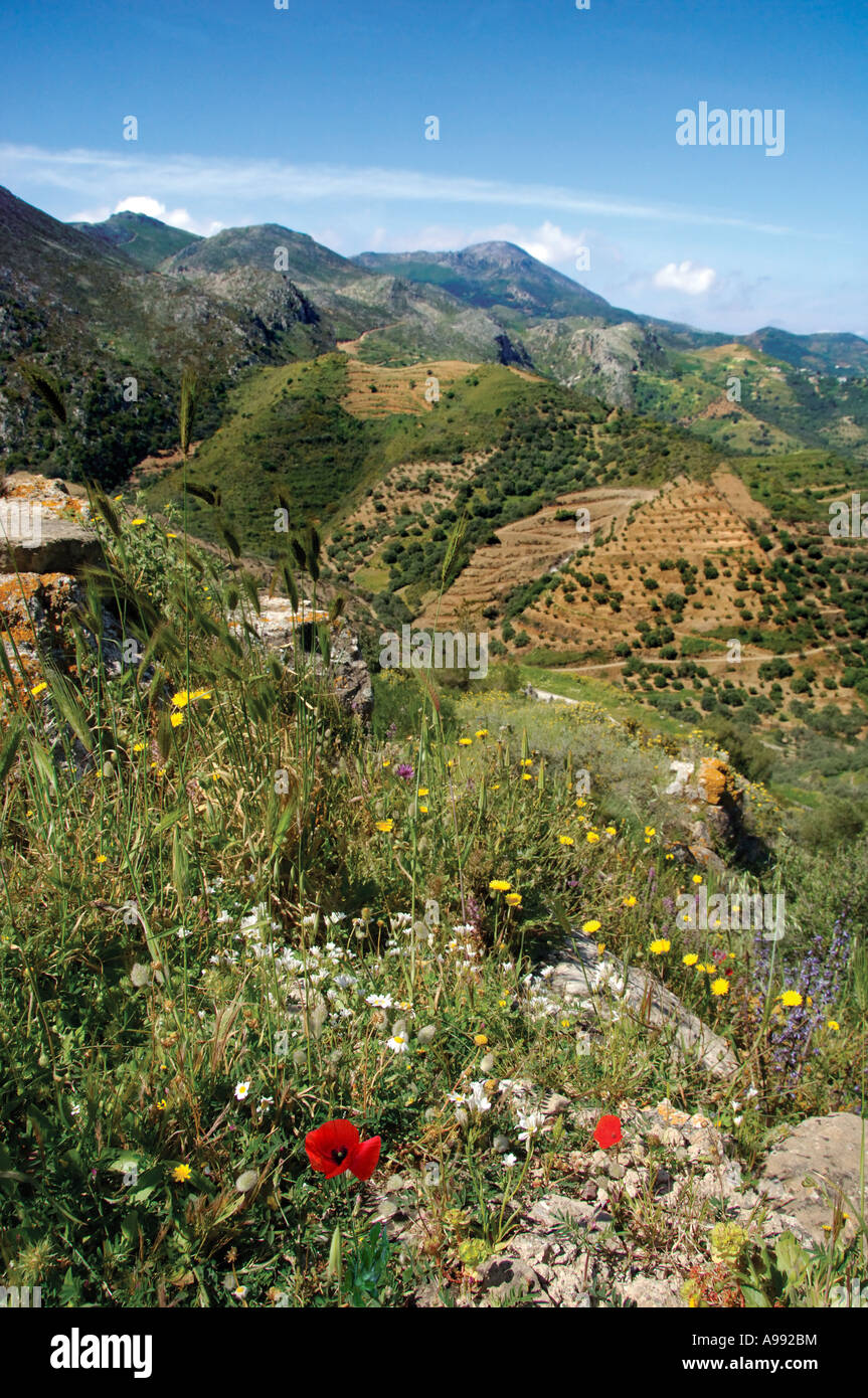 Wild flowers in countryside of North West Crete Greece Springtime Stock ...