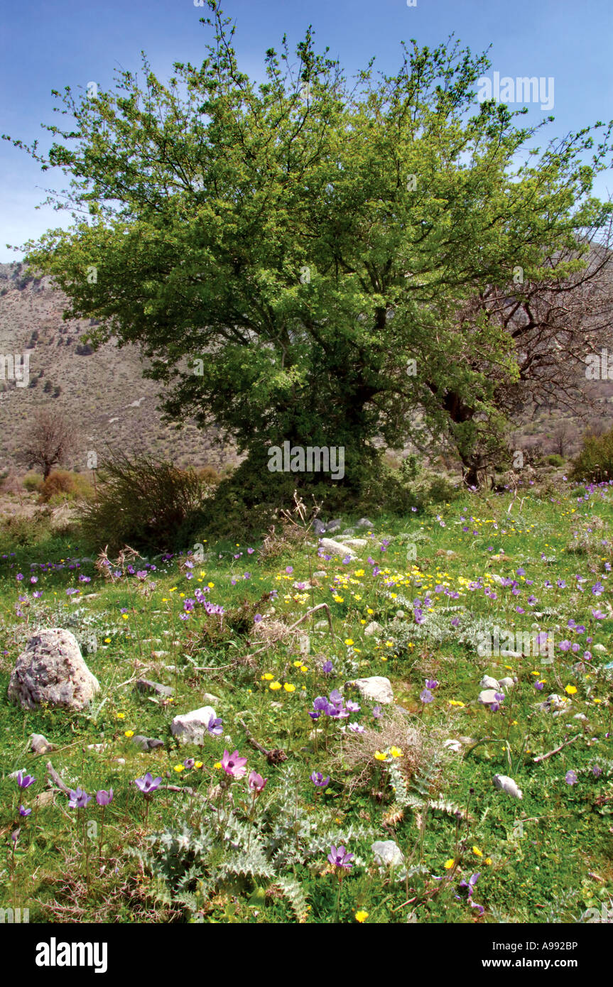 wild flower meadow Crete Greece Foothills of White Mountains near ...