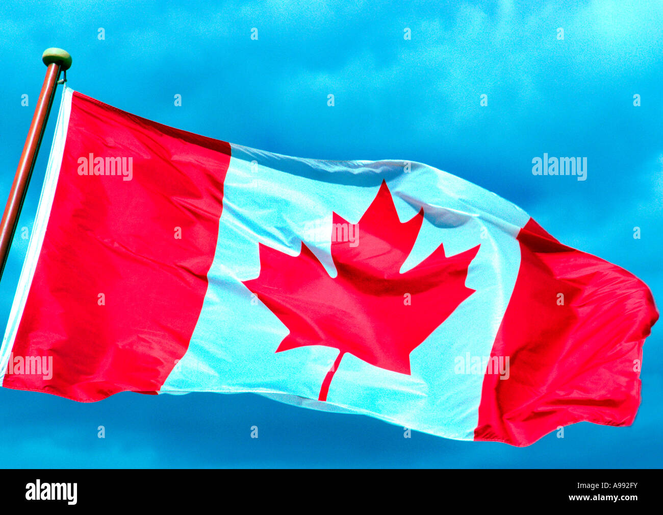the Canadian flag - red maple leaf - flag of Canada Stock Photo - Alamy