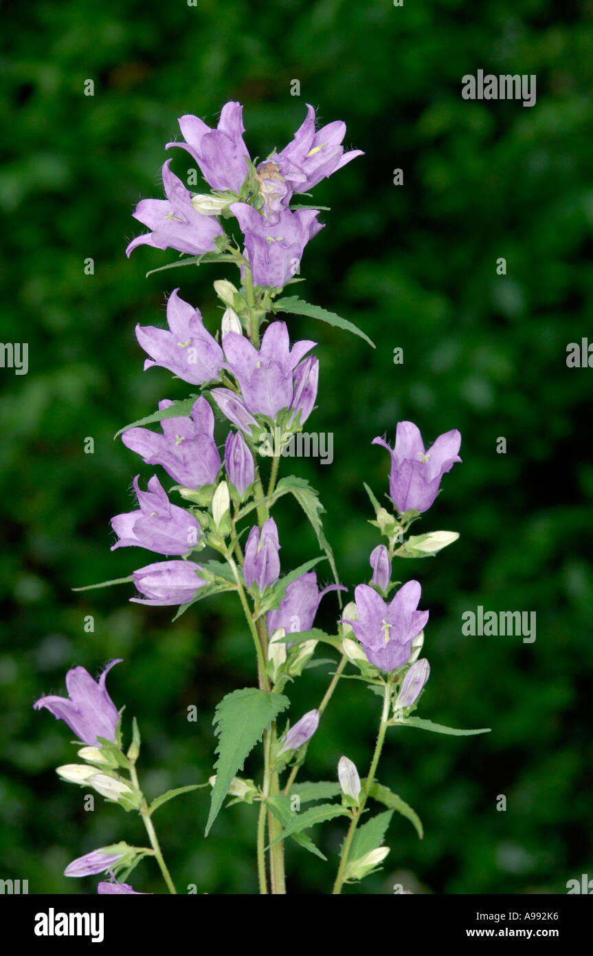 GIANT BELLFLOWER Campanula latifolia Stock Photo - Alamy