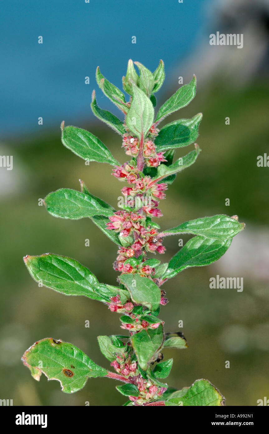 PELLITORY OF THE WALL Parietaria judaica Stock Photo - Alamy