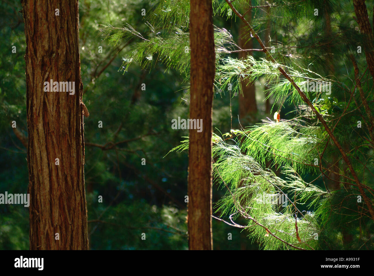 Native trees in an Australian forest showing pine needles Stock Photo ...