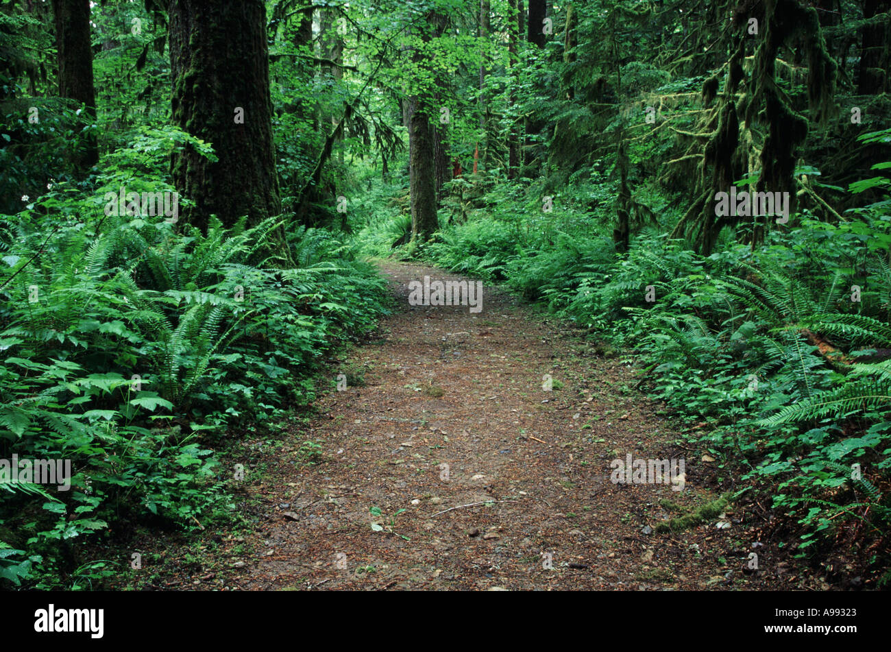 hiking trail path woods forest trees remote ferns greenery Stock Photo ...