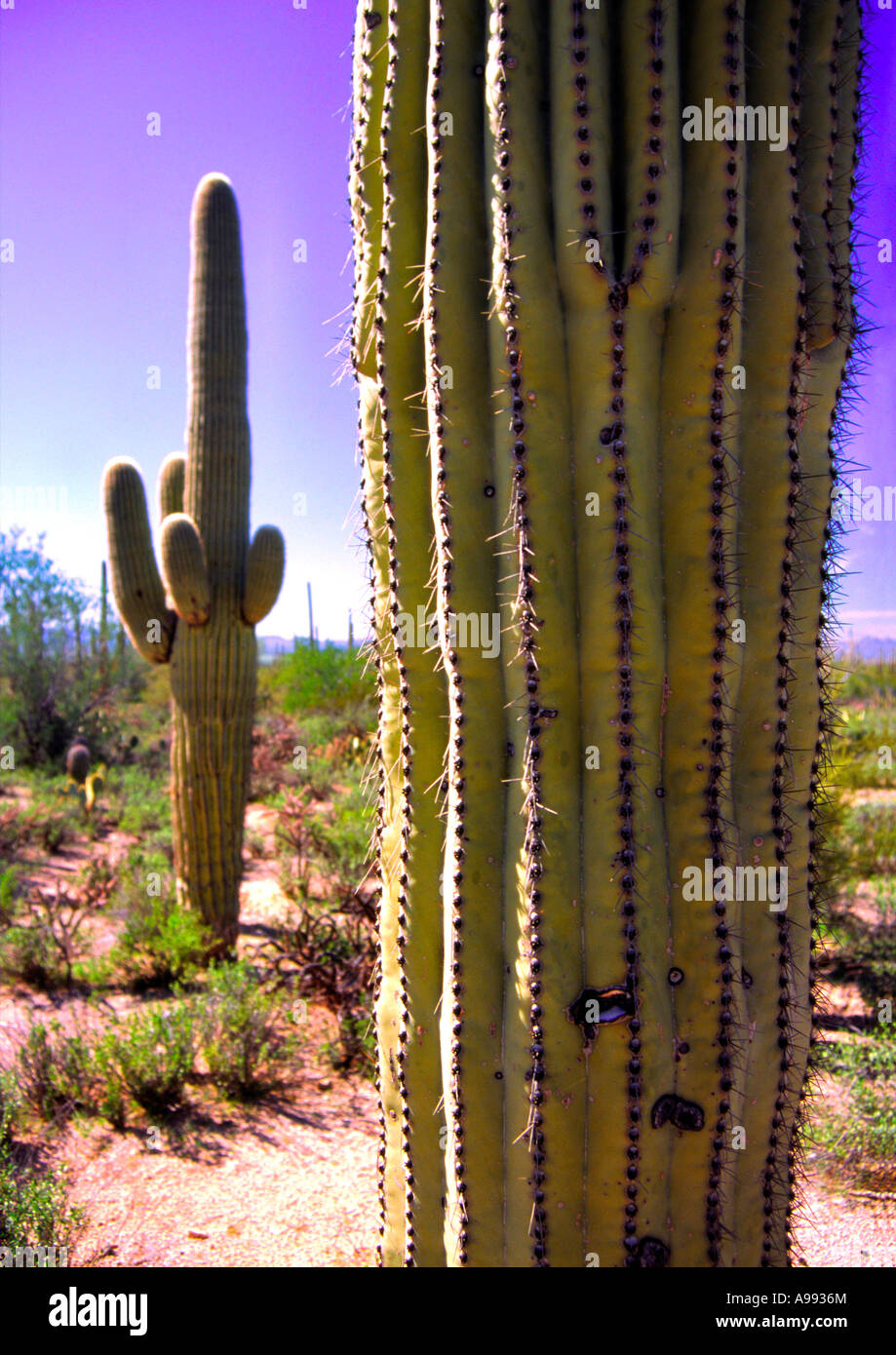 Saguaro ribs hi-res stock photography and images - Alamy