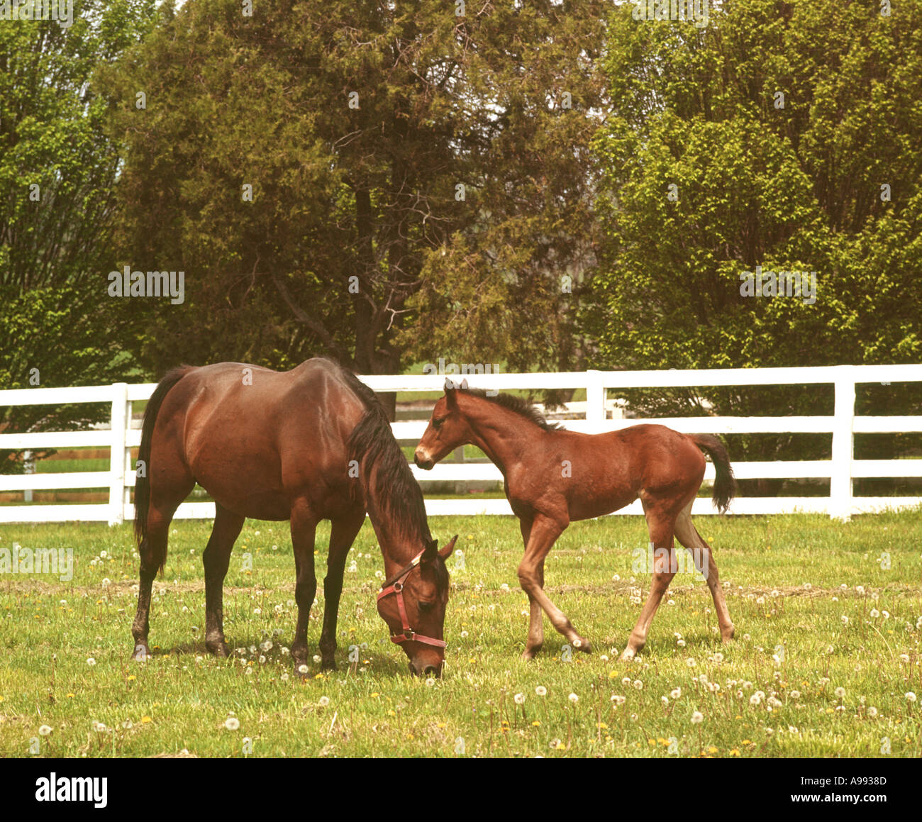 Breeding farm for horses hi-res stock photography and images - Alamy