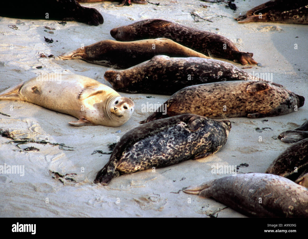 Seals on pebble beach hi-res stock photography and images - Alamy