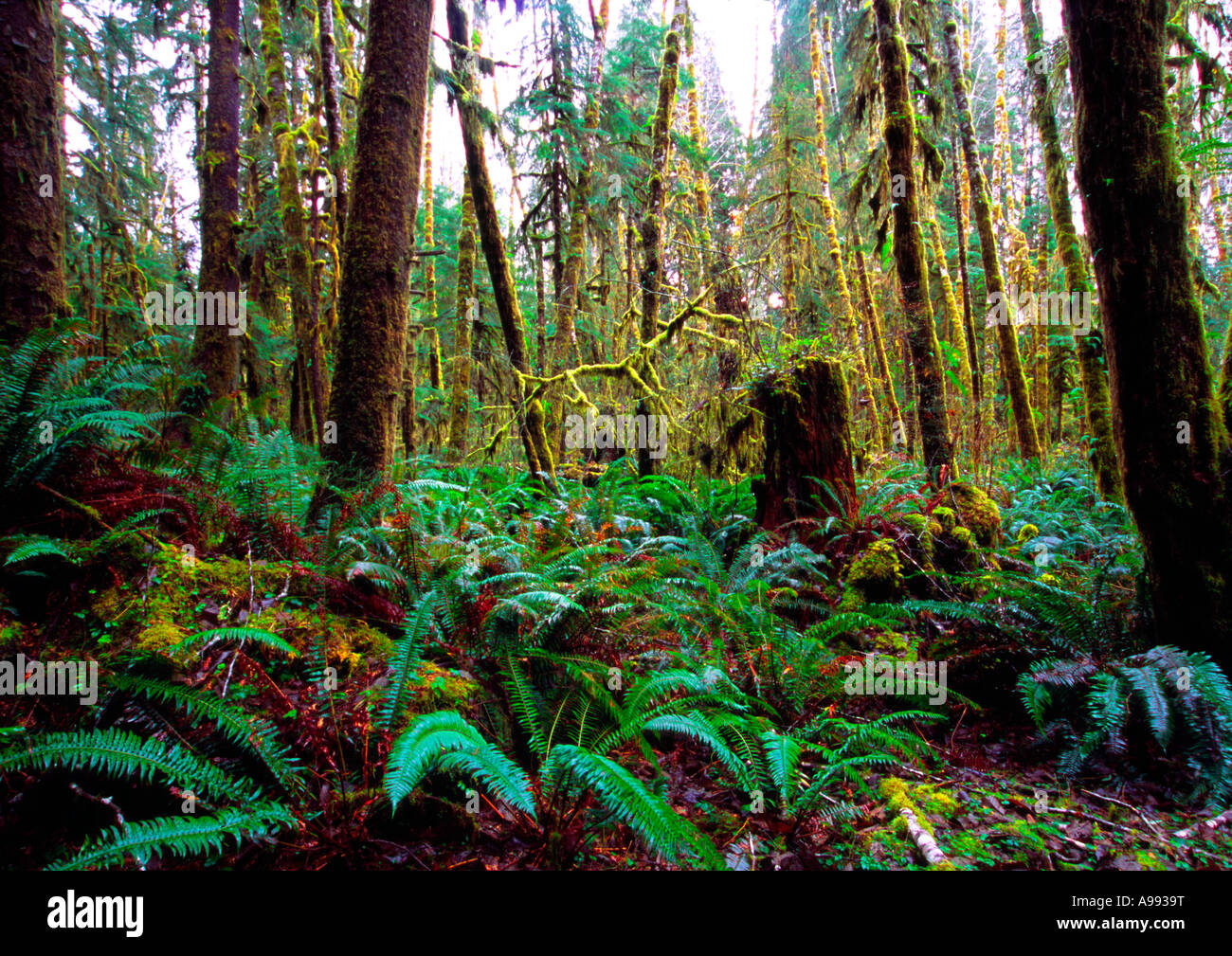 Hoh rainforest in Washington State USA Stock Photo - Alamy