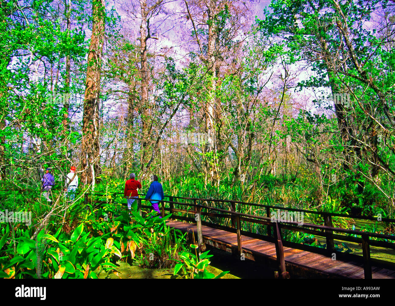 Corkscrew swamp sanctuary boardwalk hi-res stock photography and images ...