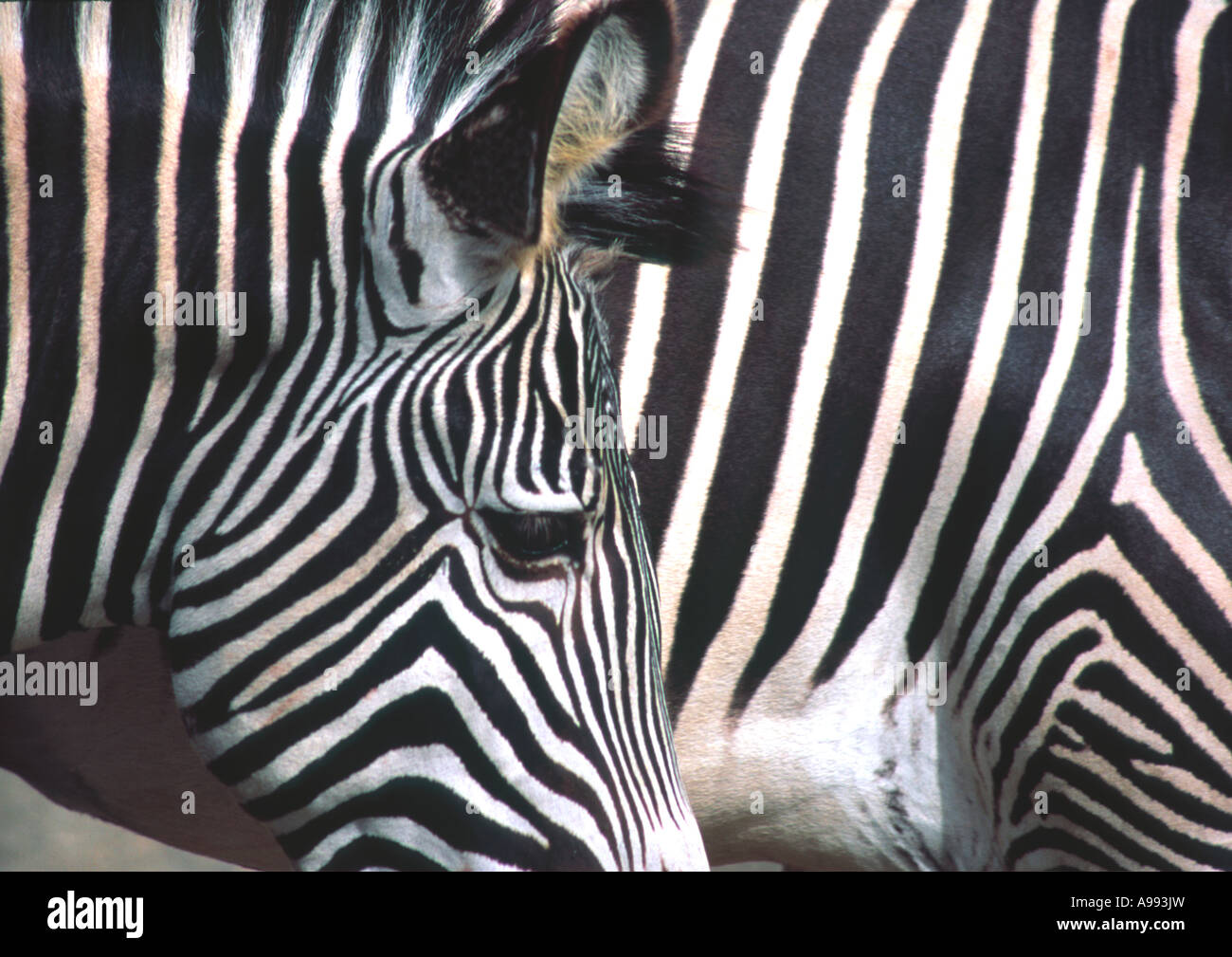 zebra face and body stripes Stock Photo - Alamy