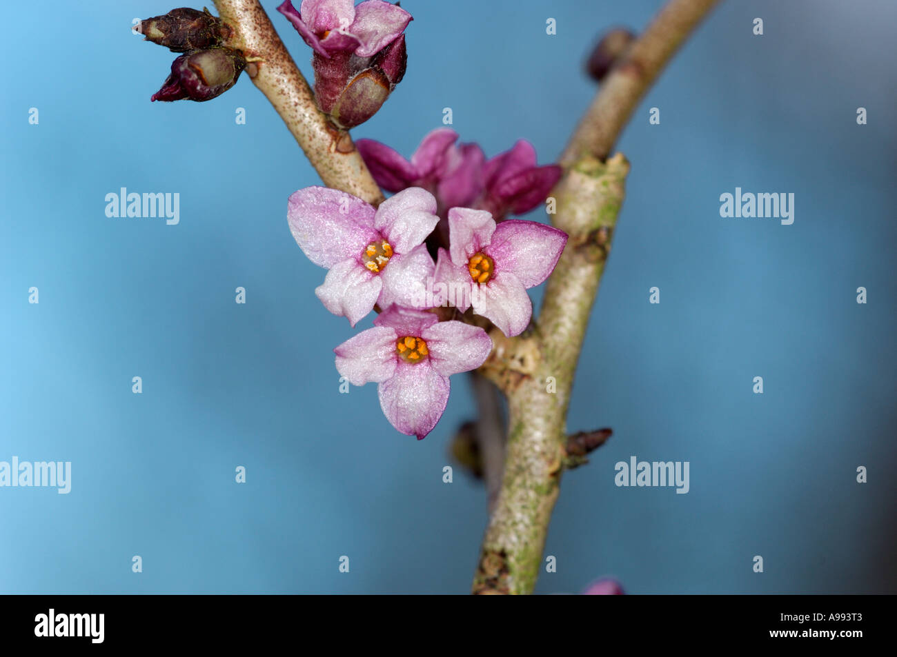 Mezeron - Daphne mezereum Stock Photo - Alamy