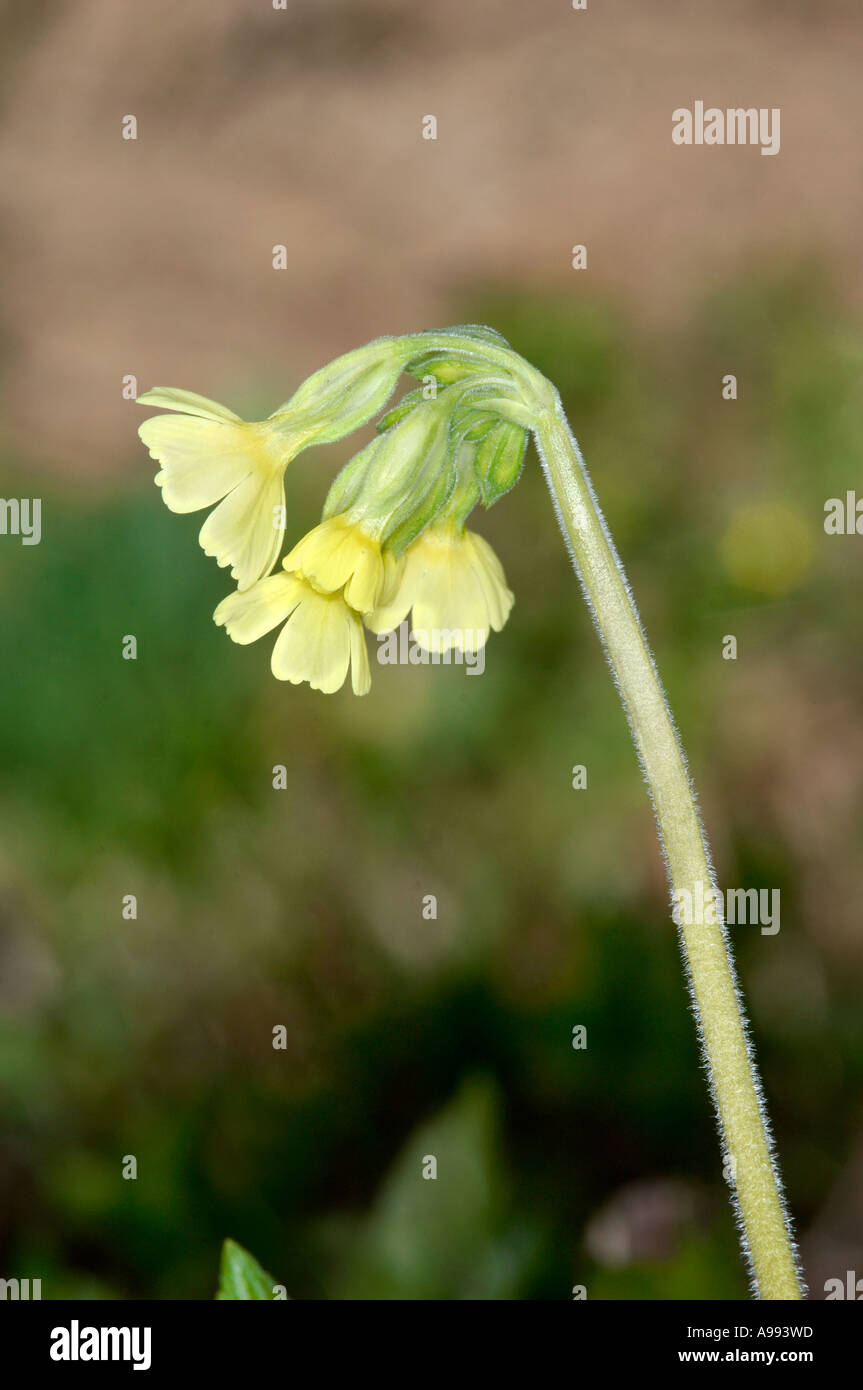 Oxlip - Primula elatior Stock Photo - Alamy