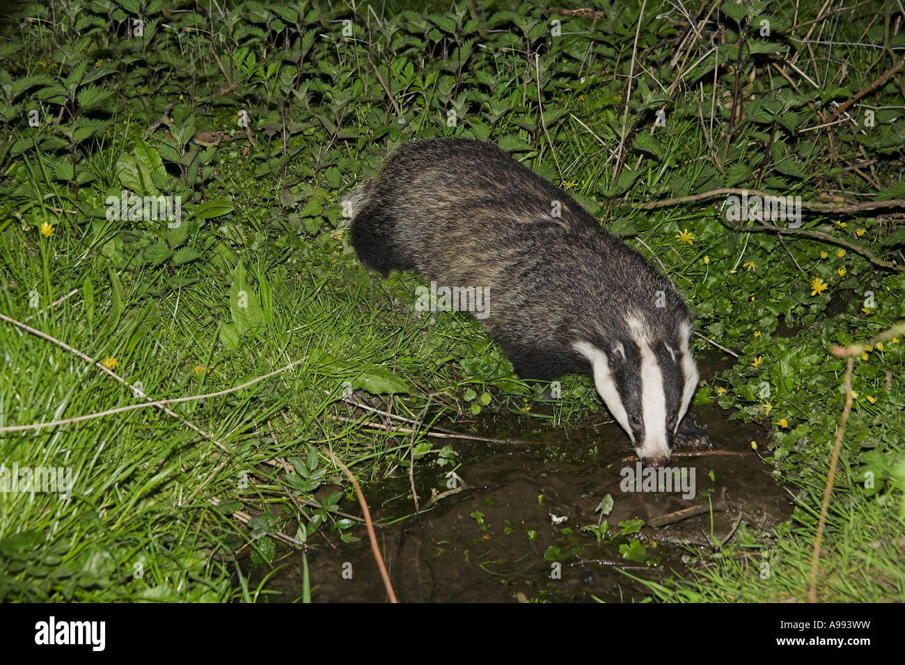 European Badger meles meles drinking from stream Stock Photo - Alamy