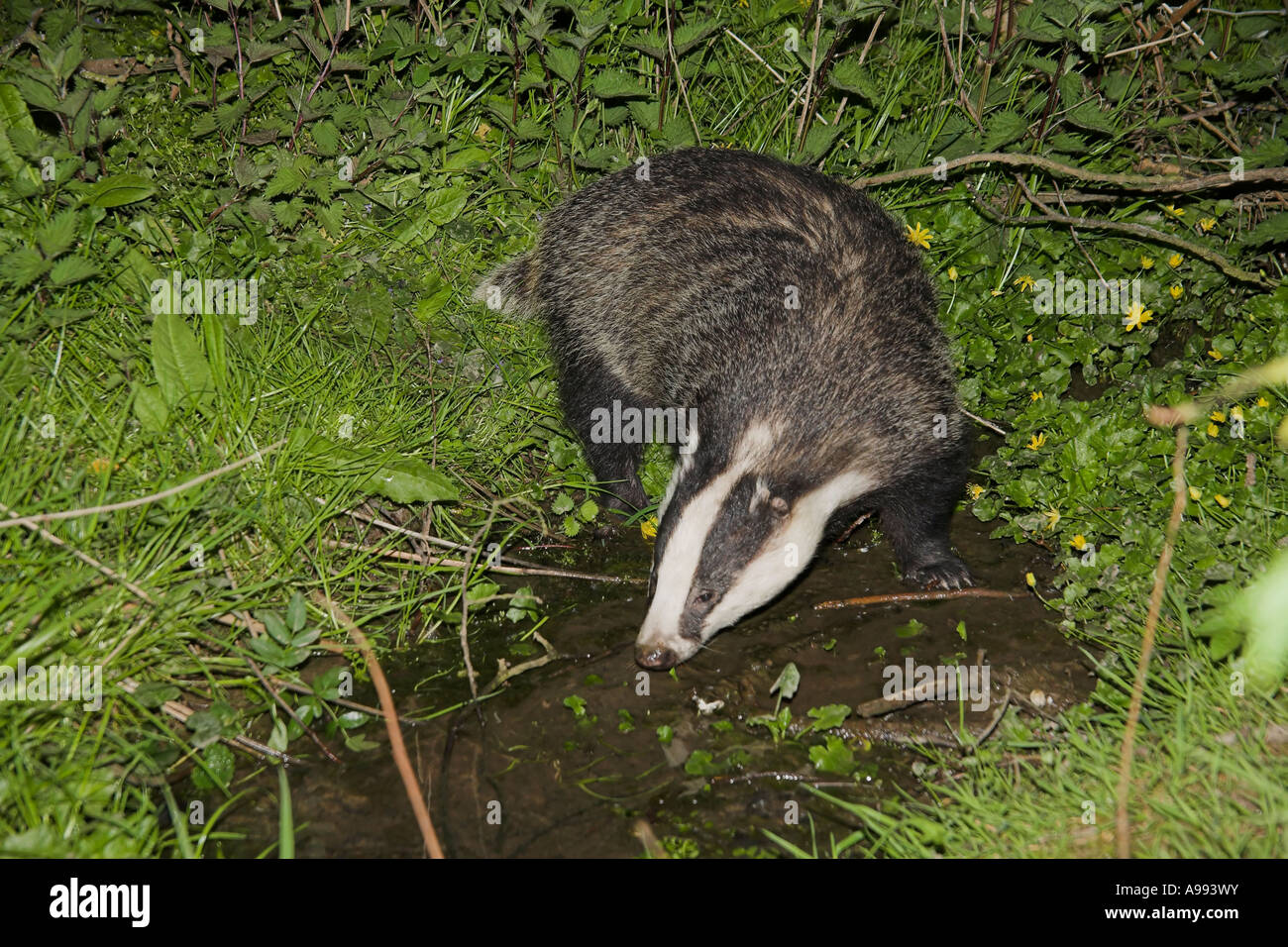 European Badger meles meles drinking from stream Stock Photo - Alamy