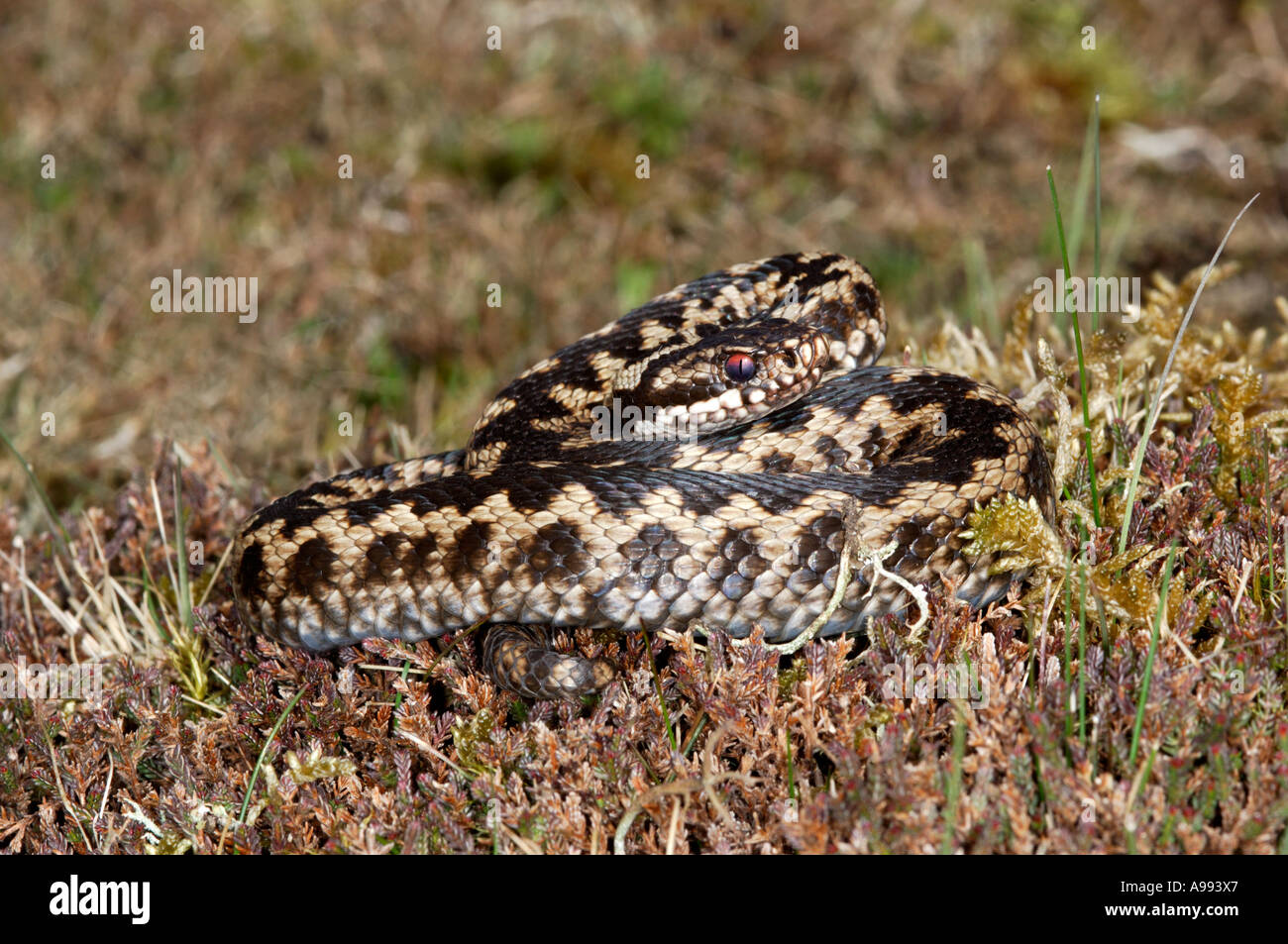 Viperus berus hi-res stock photography and images - Alamy