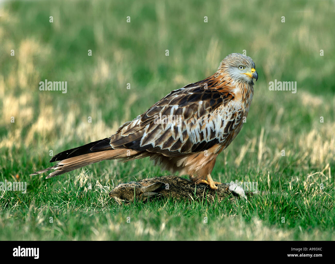 Red Kite - Milvus milvus Stock Photo - Alamy