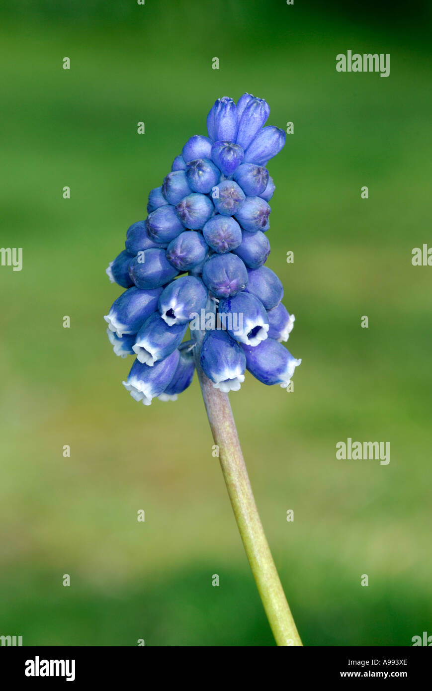 Grape Hyacinth - Muscari neglectum Stock Photo - Alamy