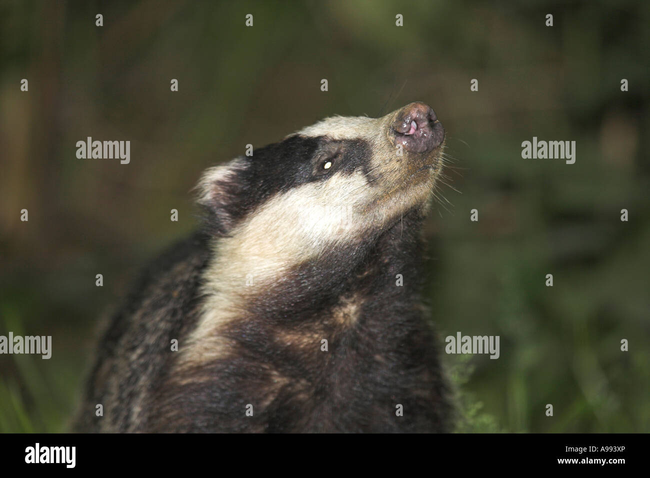 European Badger meles meles sniffing the air Stock Photo - Alamy