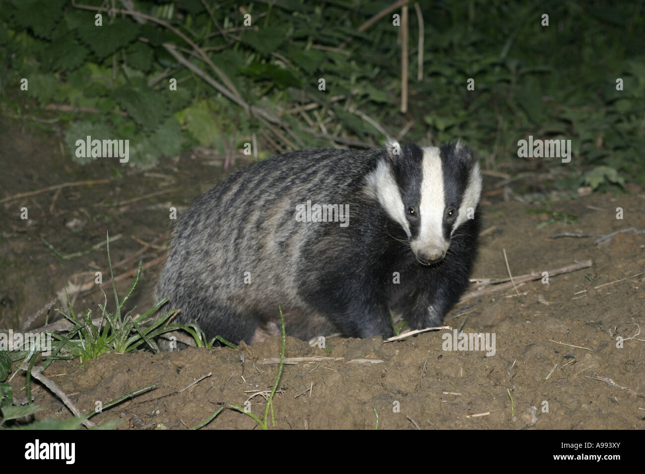 European Badger meles meles by sett Stock Photo - Alamy