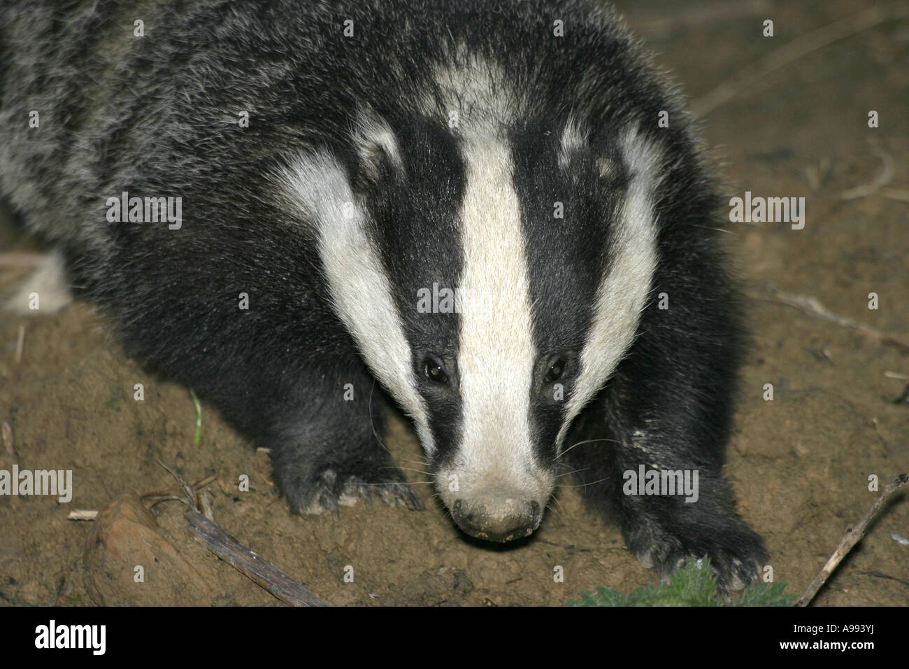 European Badger meles meles close up Stock Photo - Alamy