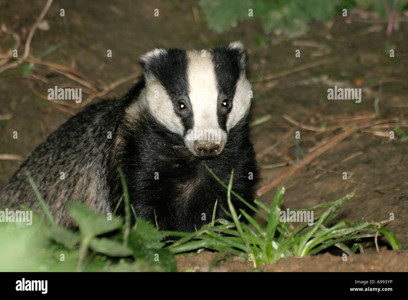European Badger meles meles by sett Stock Photo - Alamy