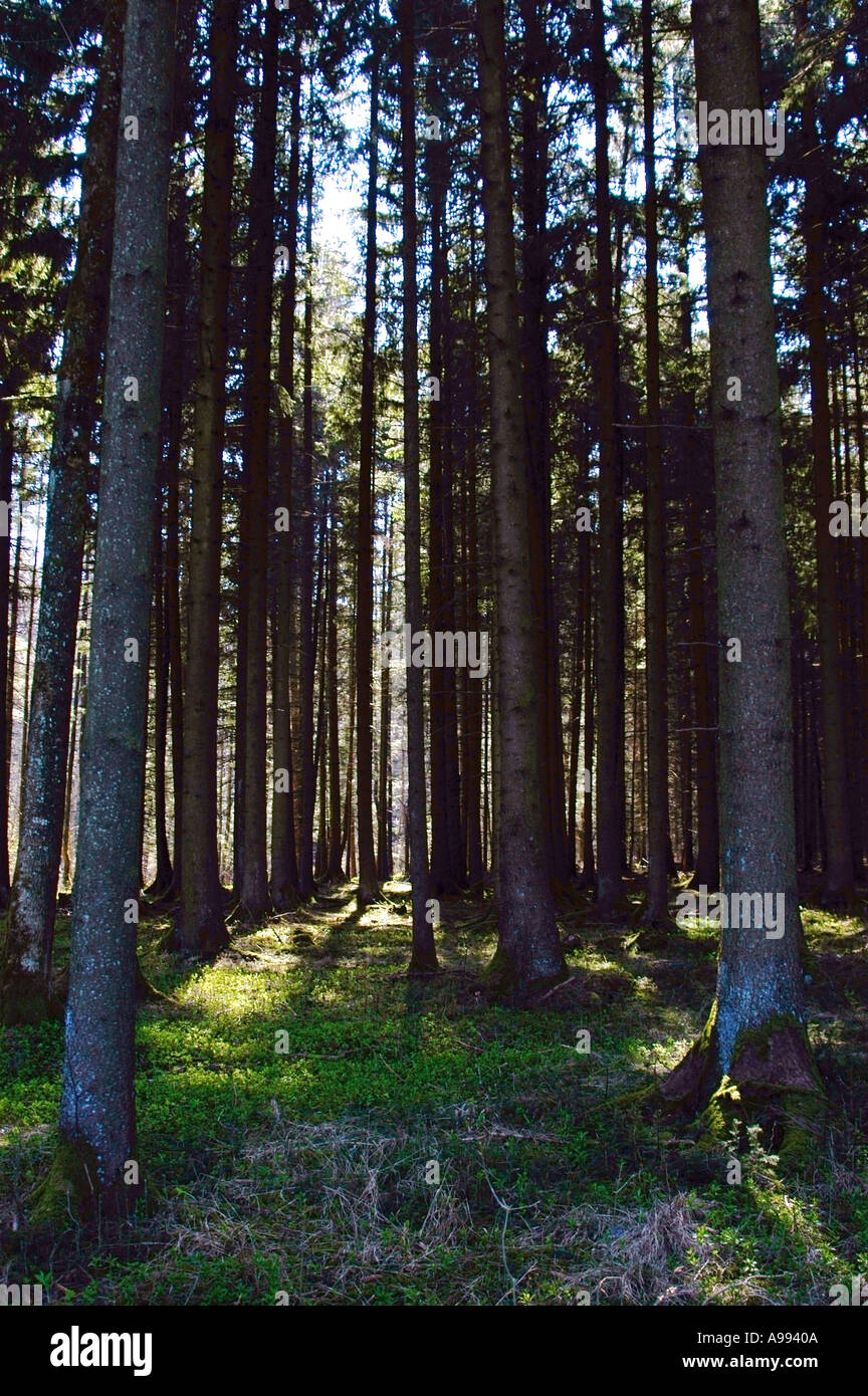 Sprucewood hi-res stock photography and images - Alamy