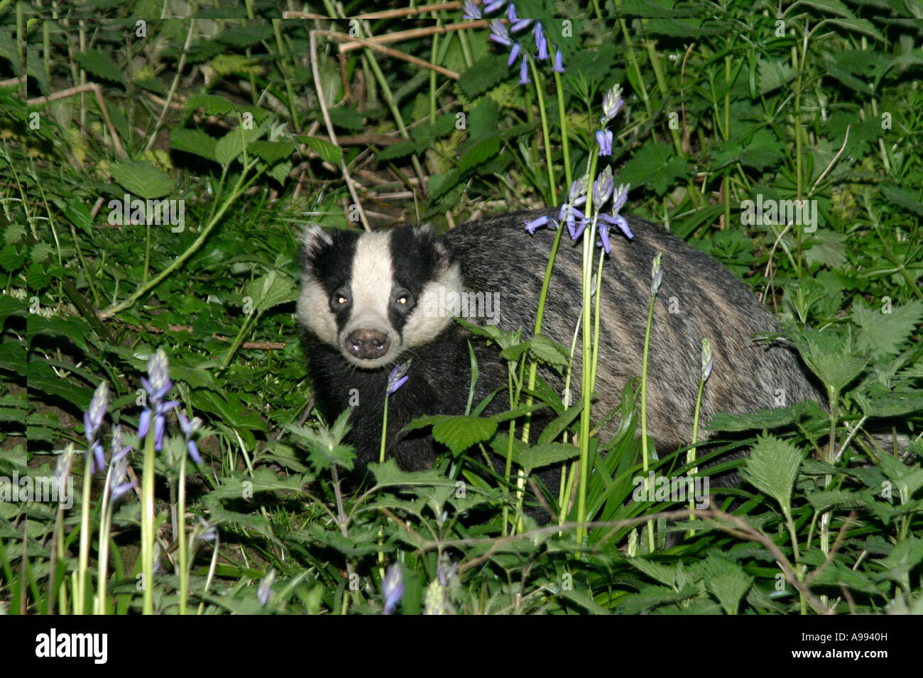 European Badger meles meles by sett Stock Photo - Alamy
