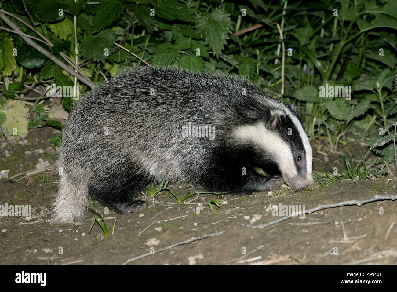 European Badger meles meles cub by sett Stock Photo - Alamy