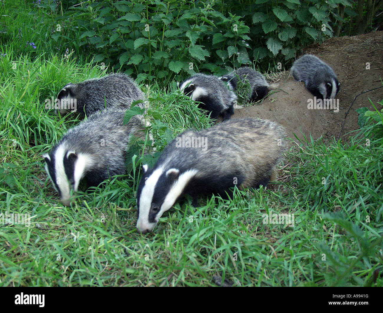 European Badger meles meles family group by sett Stock Photo - Alamy