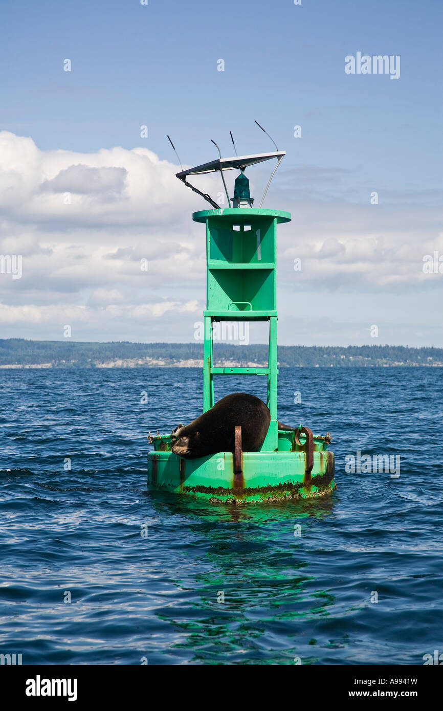 Sea lion lying on green channel marker buoy marking left side of ...